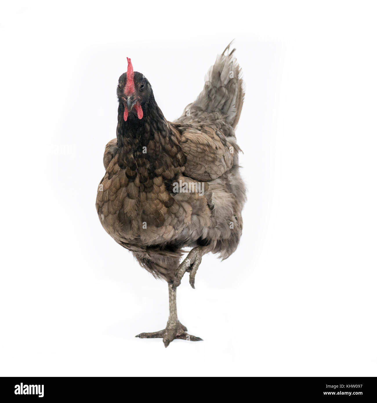 funny image of a bluebell chicken standing on one leg looking at the ...