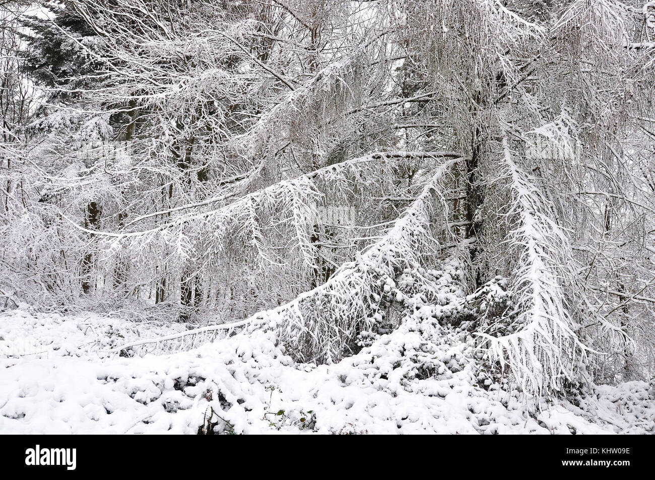 Winter landscape of snow a covered forest in Stoke Park woods ...