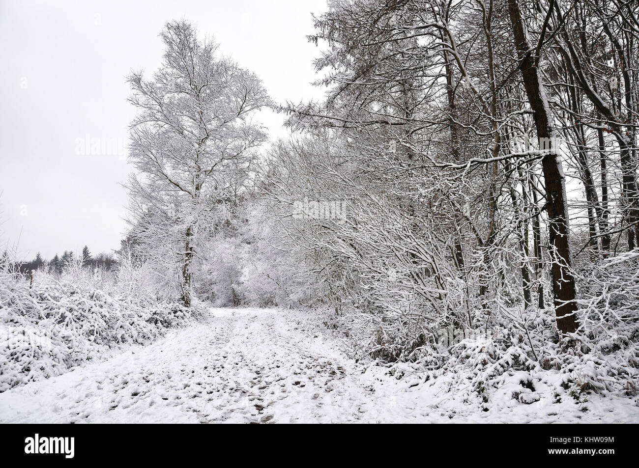 Winter landscape of snow a covered forest in Stoke Park woods ...