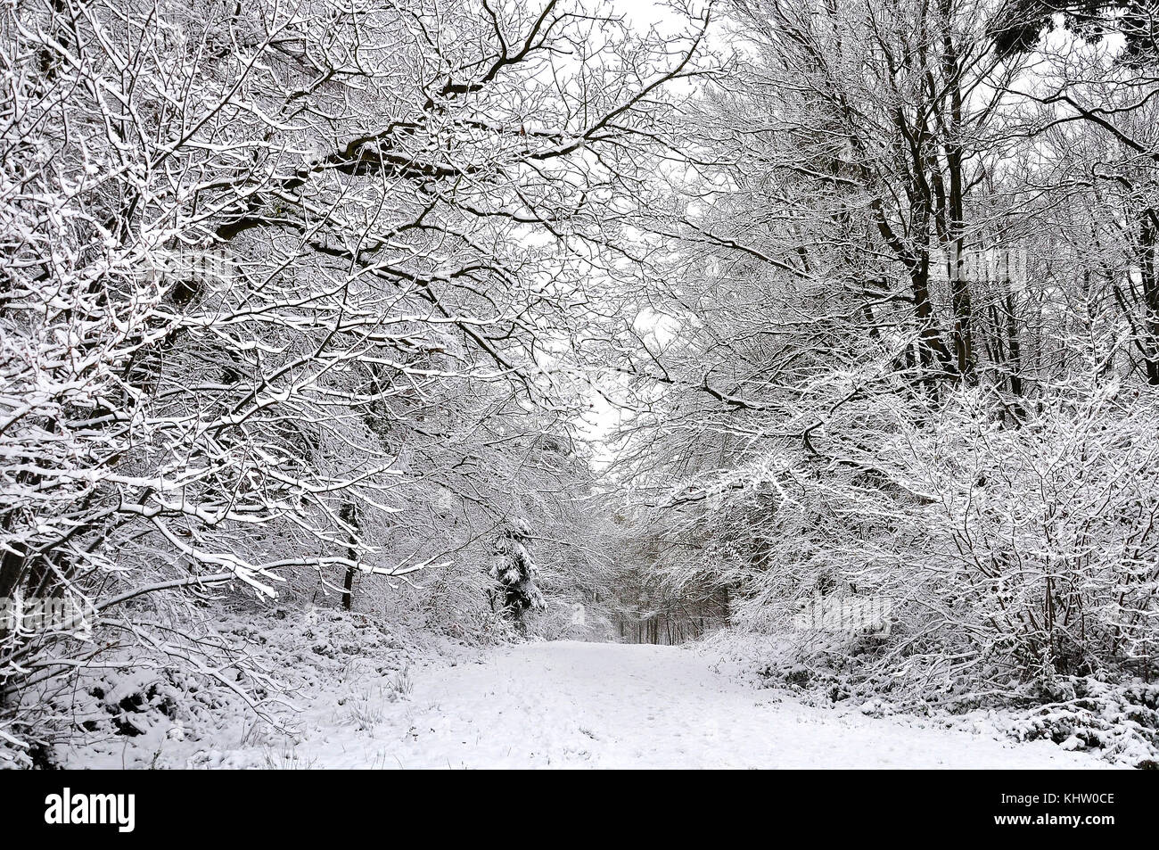 Winter landscape of snow a covered forest in Stoke Park woods ...
