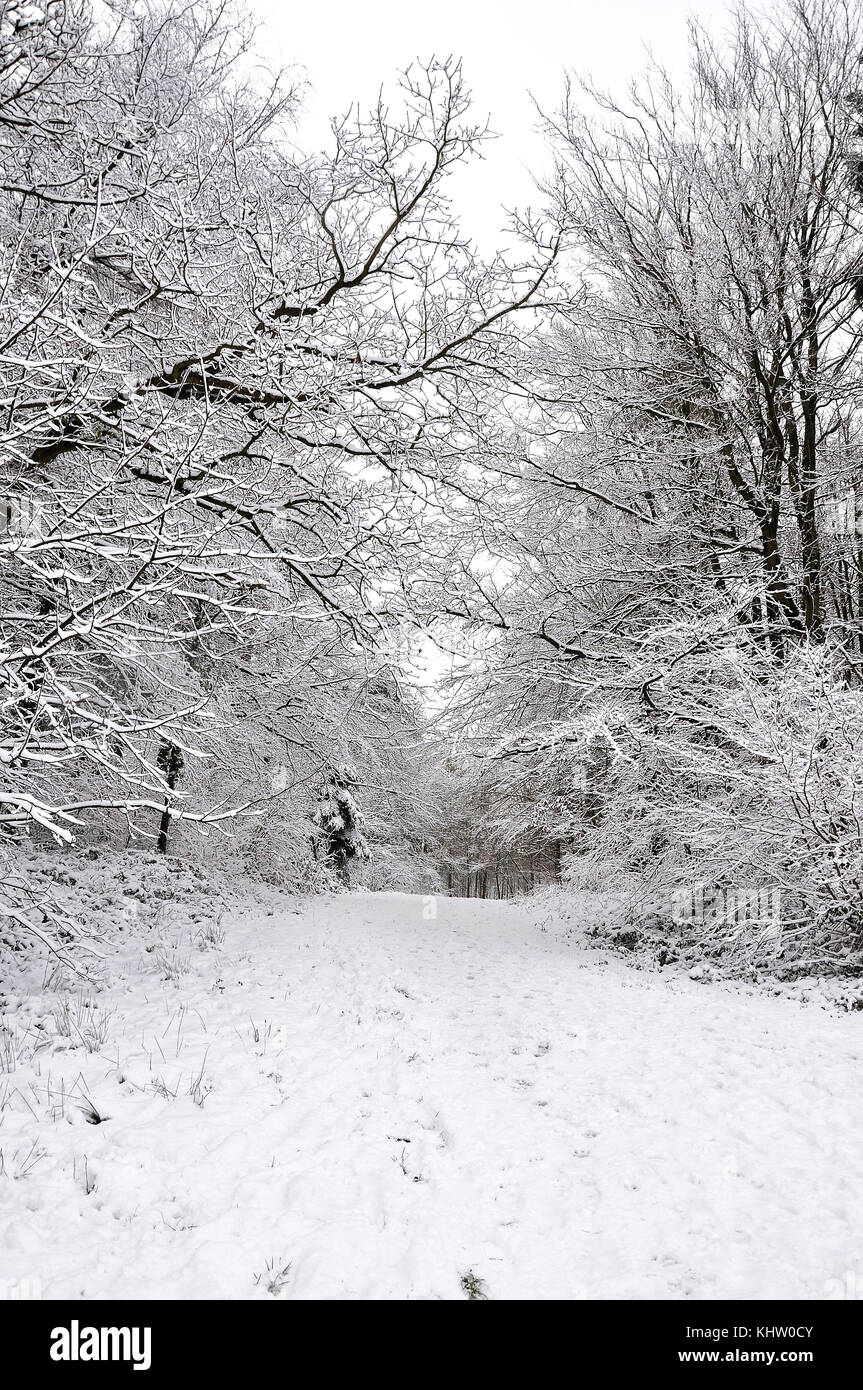 Winter landscape of snow a covered forest in Stoke Park woods ...