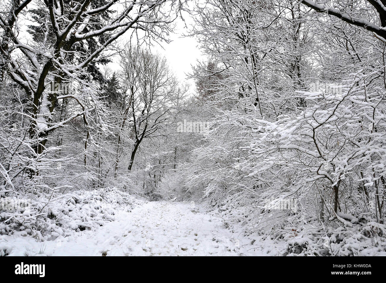 Winter landscape of snow a covered forest in Stoke Park woods ...