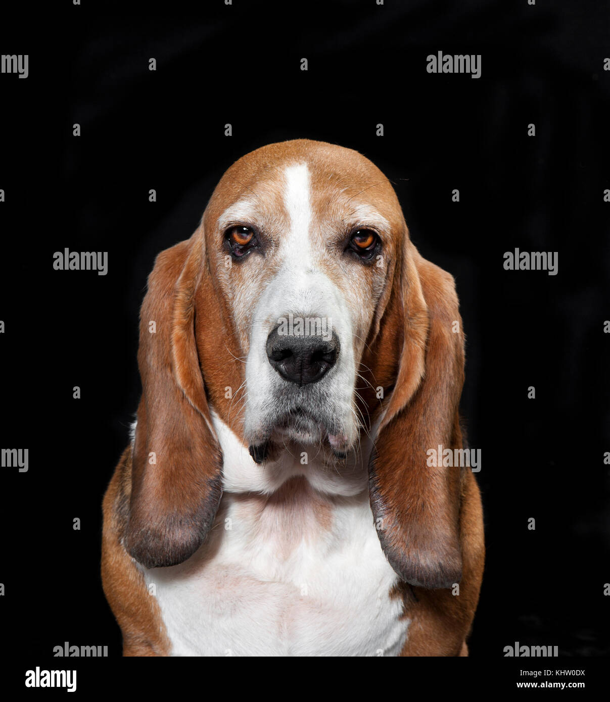 Head of a Basset Hound breed dog in front of black background Stock ...