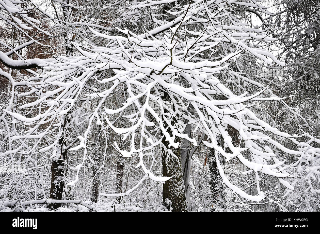 Winter landscape of snow a covered forest in Stoke Park woods ...