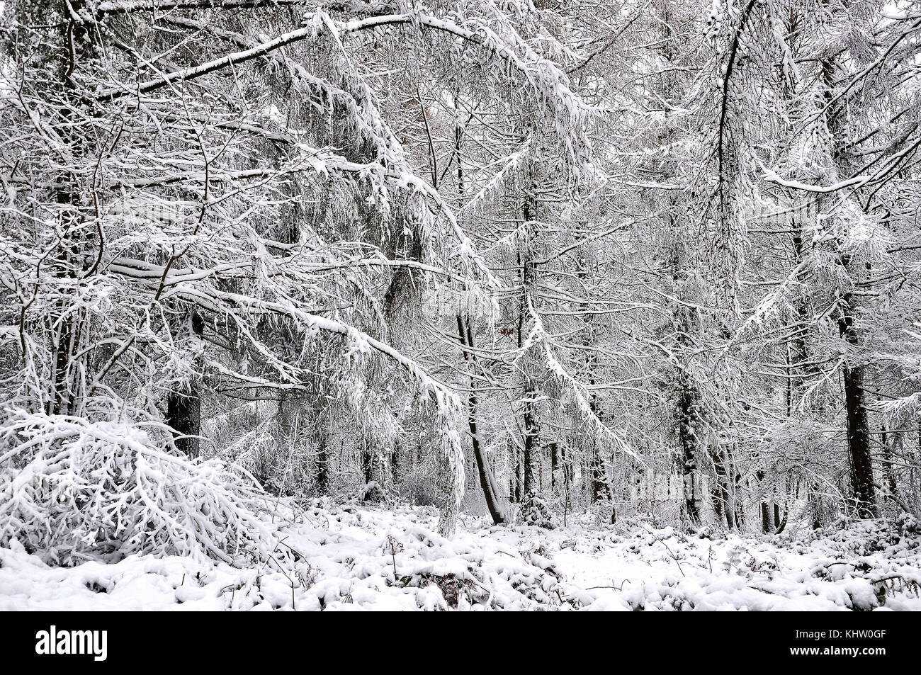 Winter landscape of snow a covered forest in Stoke Park woods ...