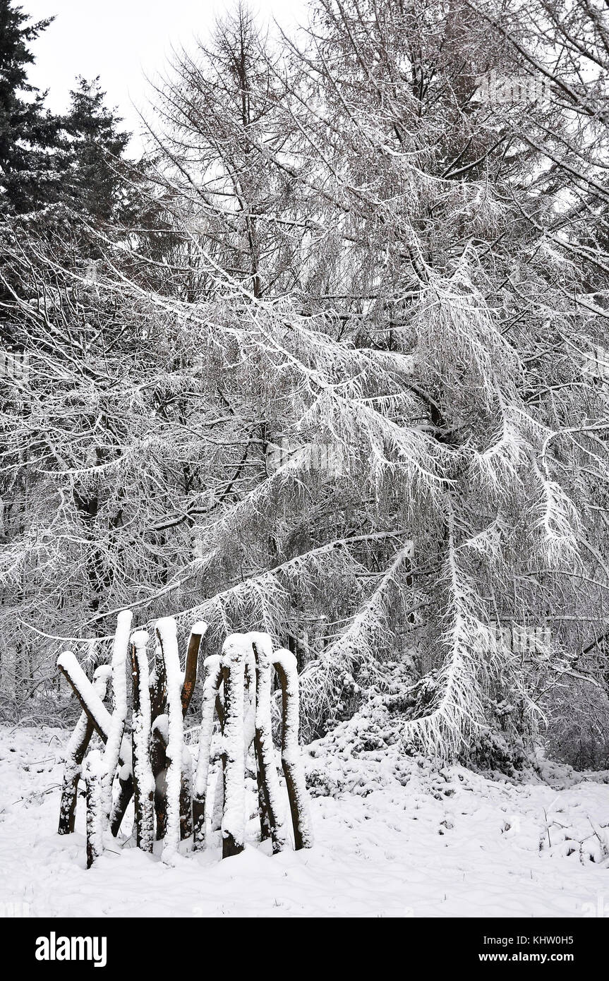 Winter landscape of snow a covered forest in Stoke Park woods ...