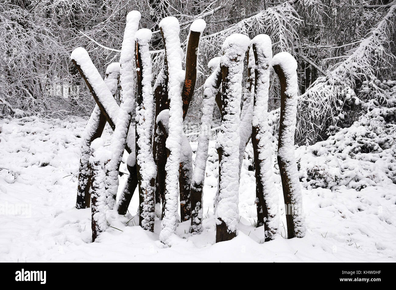 Winter landscape of snow a covered forest in Stoke Park woods ...
