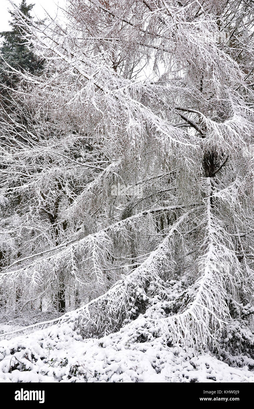 Winter landscape of snow a covered forest in Stoke Park woods ...