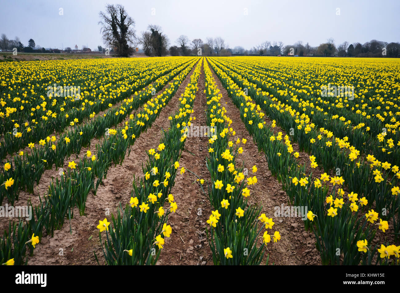 Lines of daffodils hi-res stock photography and images - Alamy
