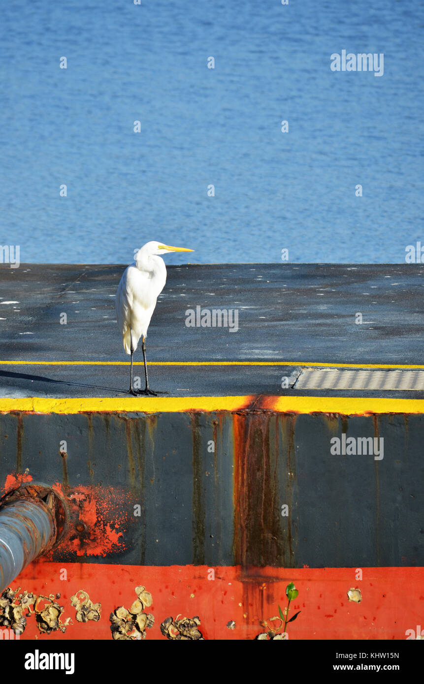 Bird on pontoon Cairns Queensland Australia Stock Photo - Alamy