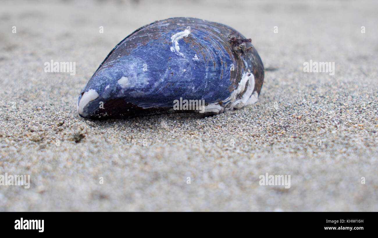 What is left when the tide goes out on the strand line Stock Photo - Alamy