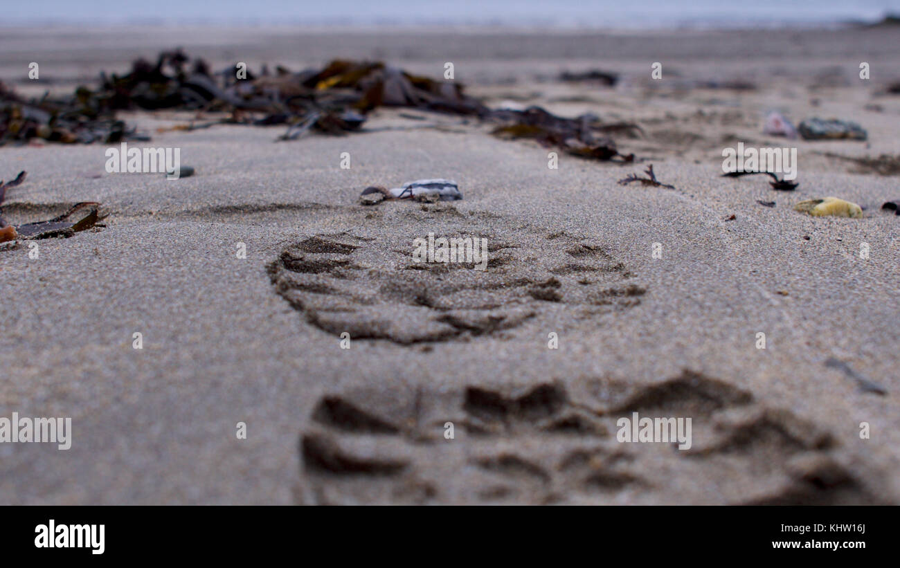 Strand line shells hi-res stock photography and images - Alamy