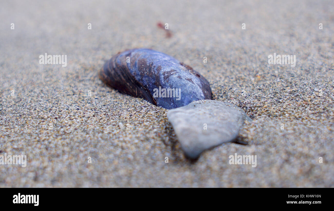 Strand line shells hi-res stock photography and images - Alamy