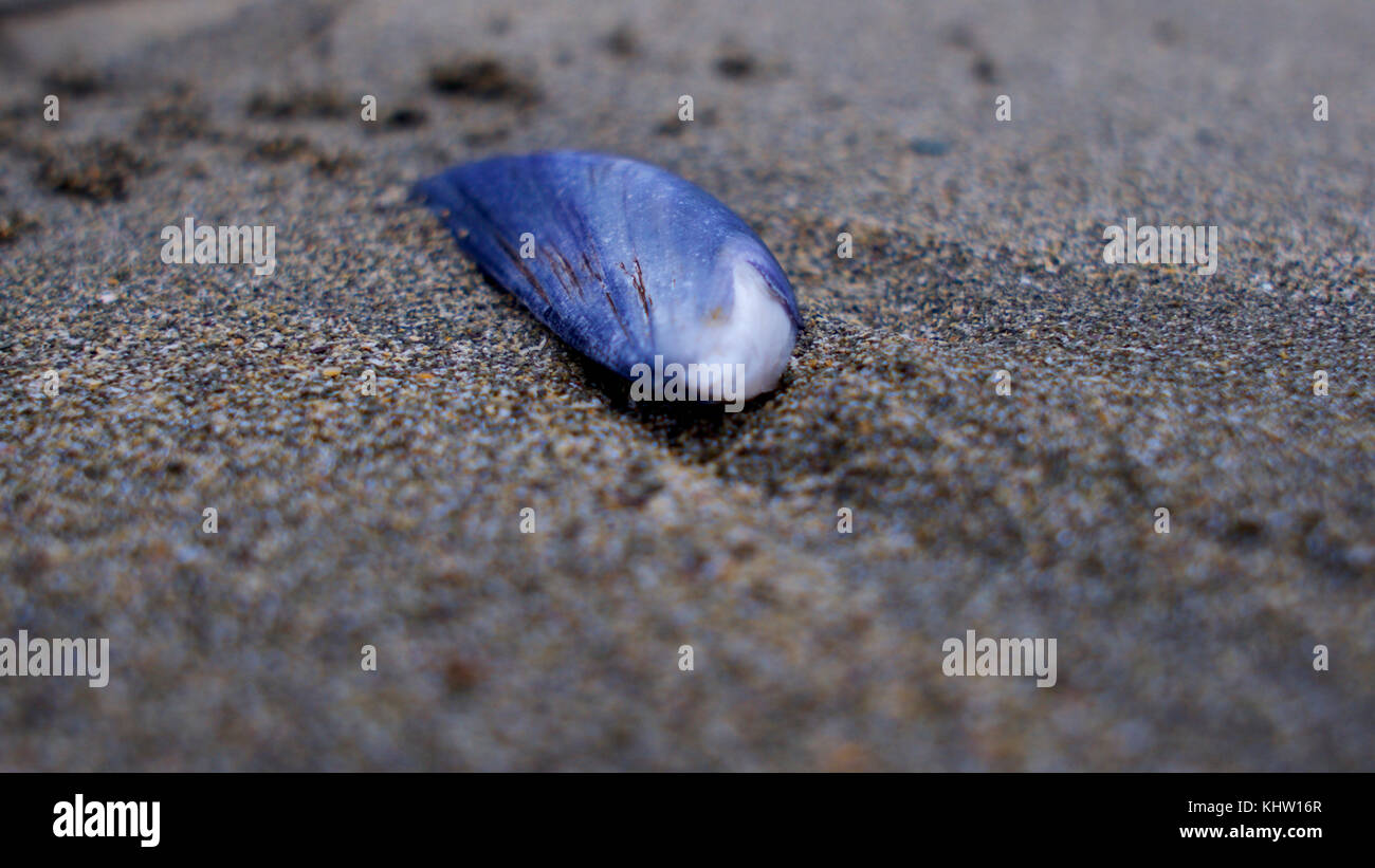Strand of kelp hi-res stock photography and images - Alamy