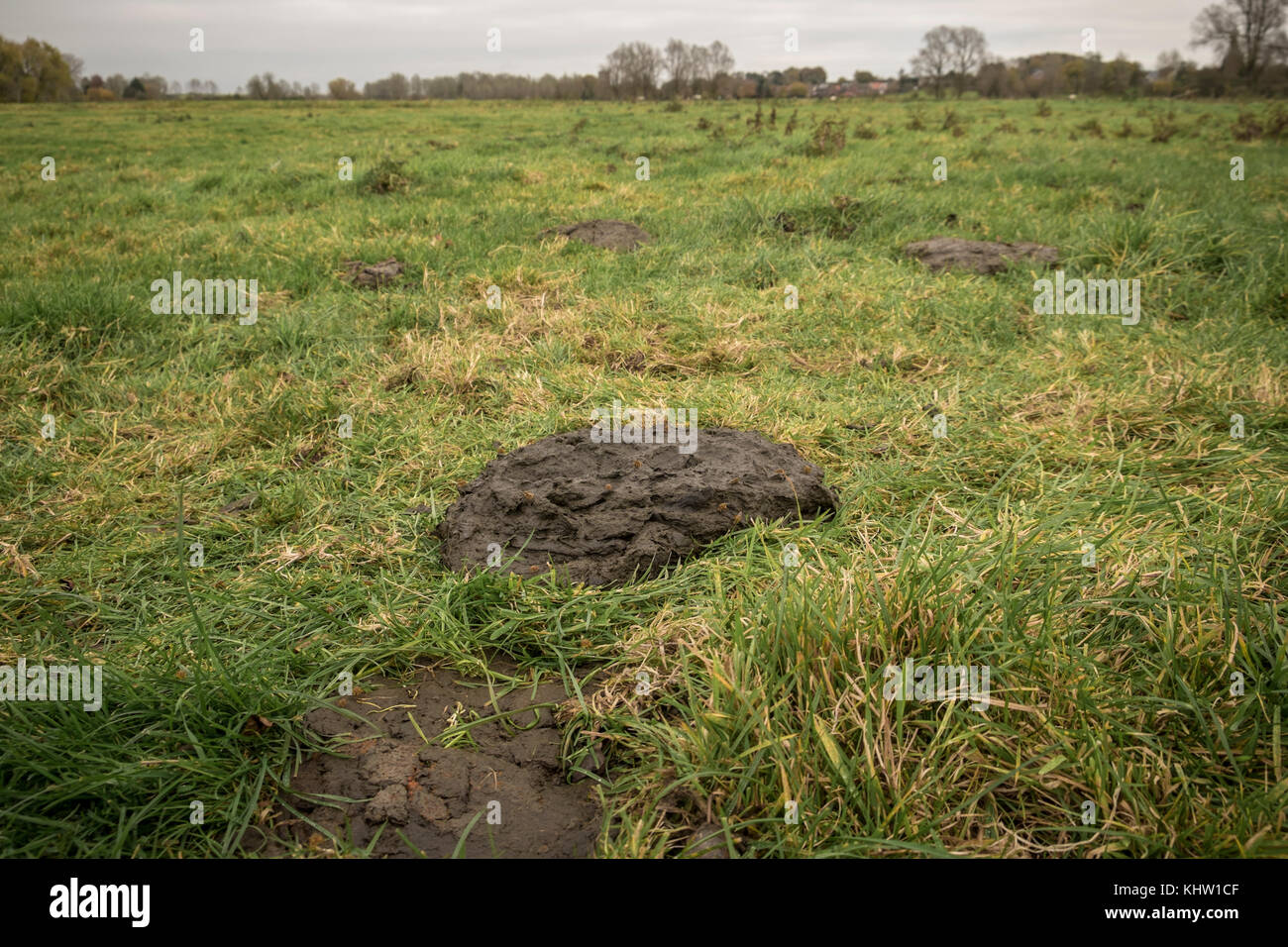 Cow pat hi-res stock photography and images - Alamy