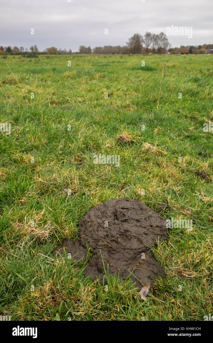 Cow pat hi-res stock photography and images - Alamy