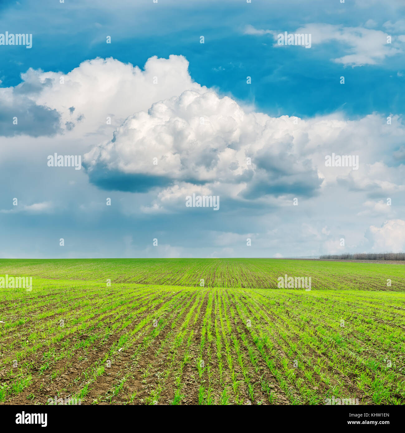 spring green field and low dramatic clouds over it Stock Photo - Alamy