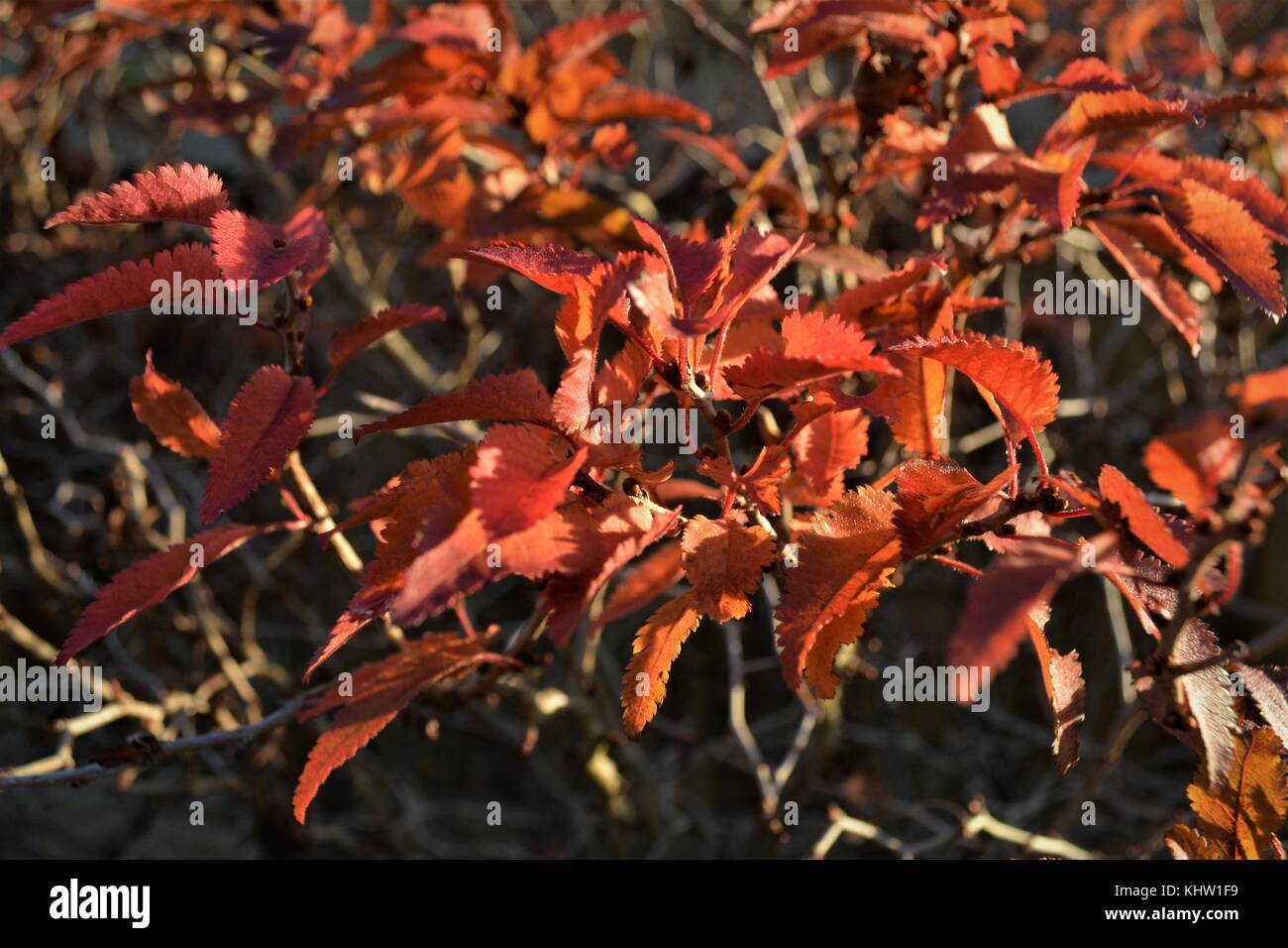 small leaves turning red for autumn close up Stock Photo - Alamy