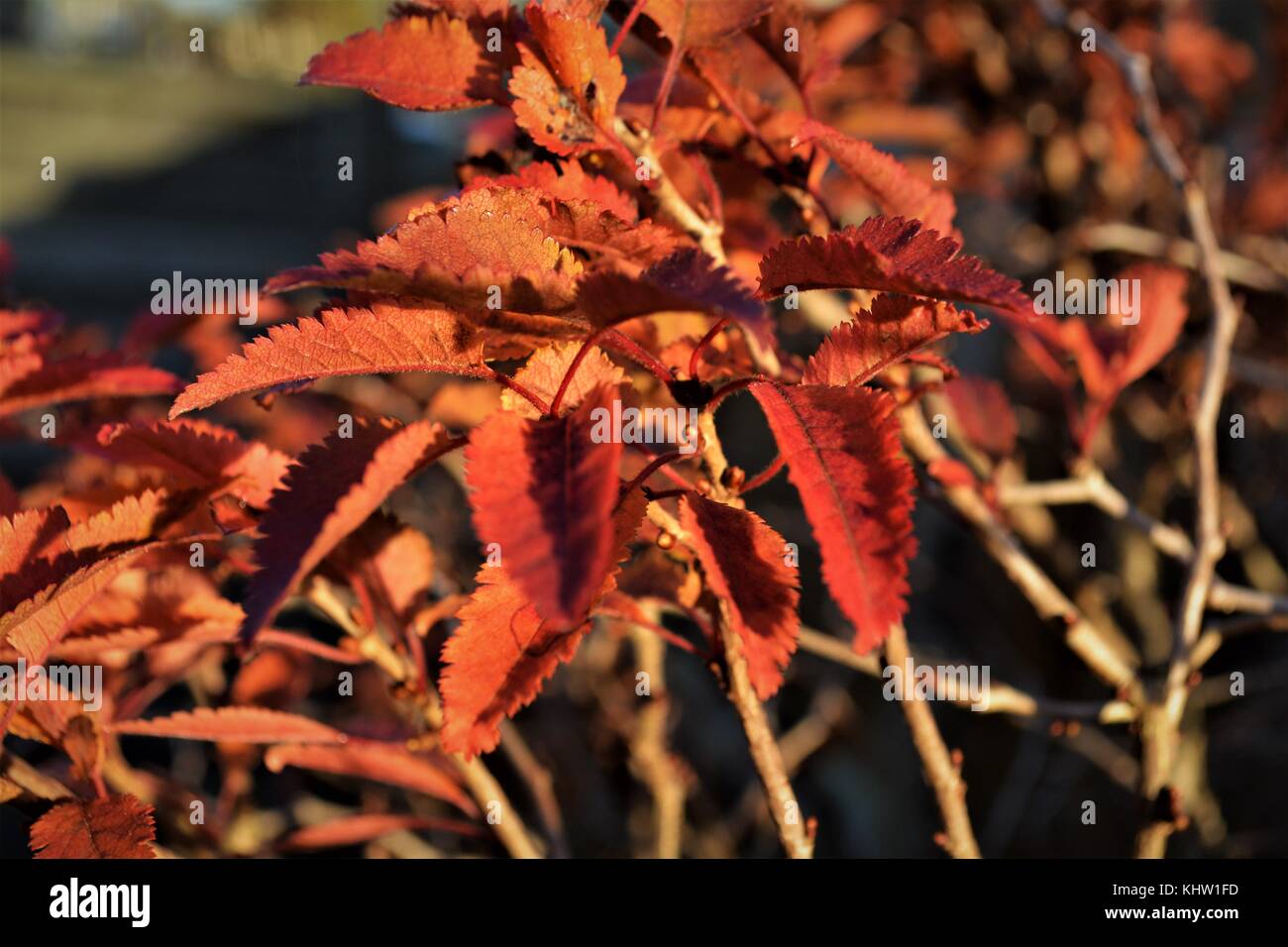 small leaves turning red for autumn close up Stock Photo - Alamy
