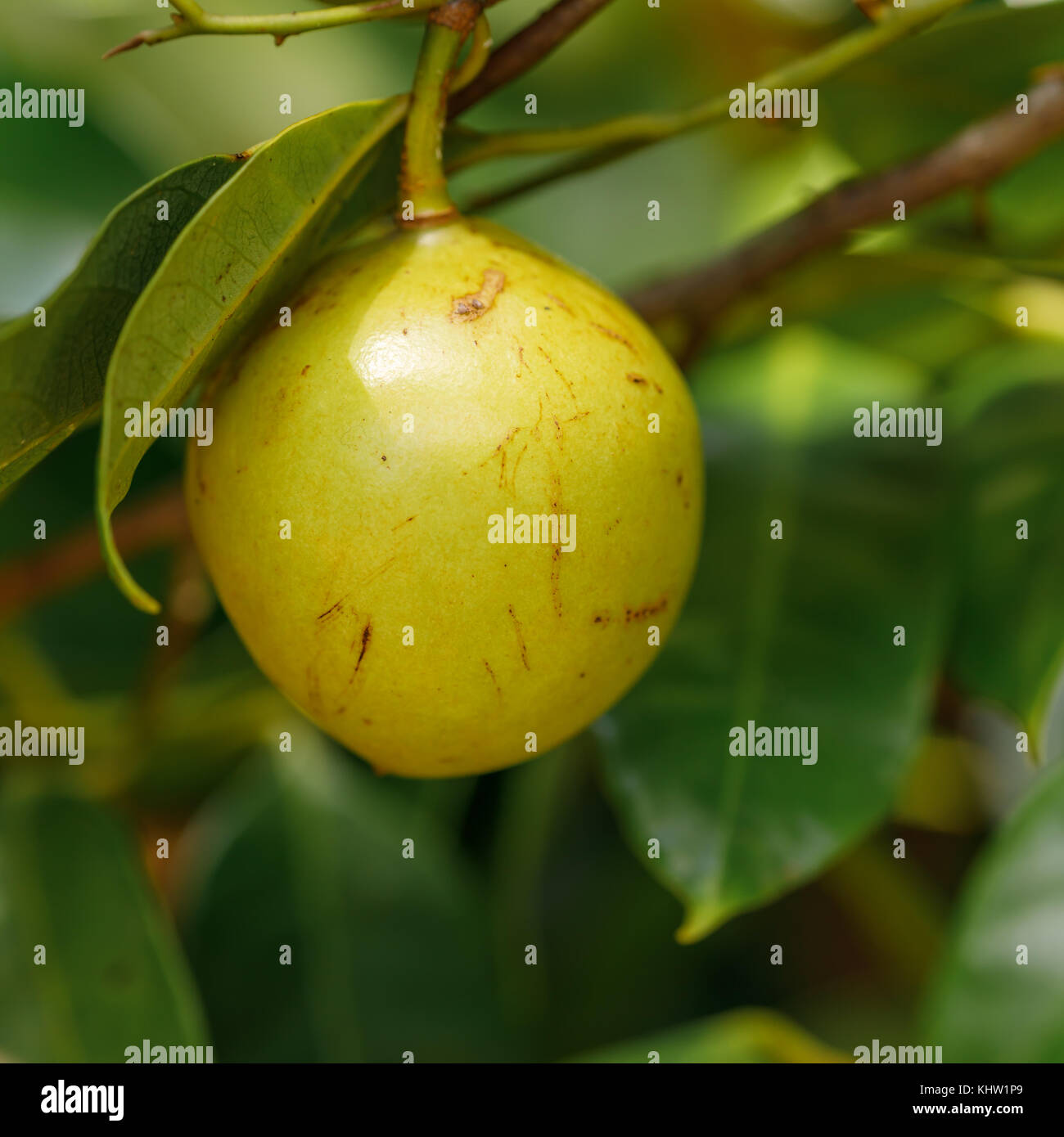 Muscat nut hanging from a tree, harvest in spice farm, October 2017 ...