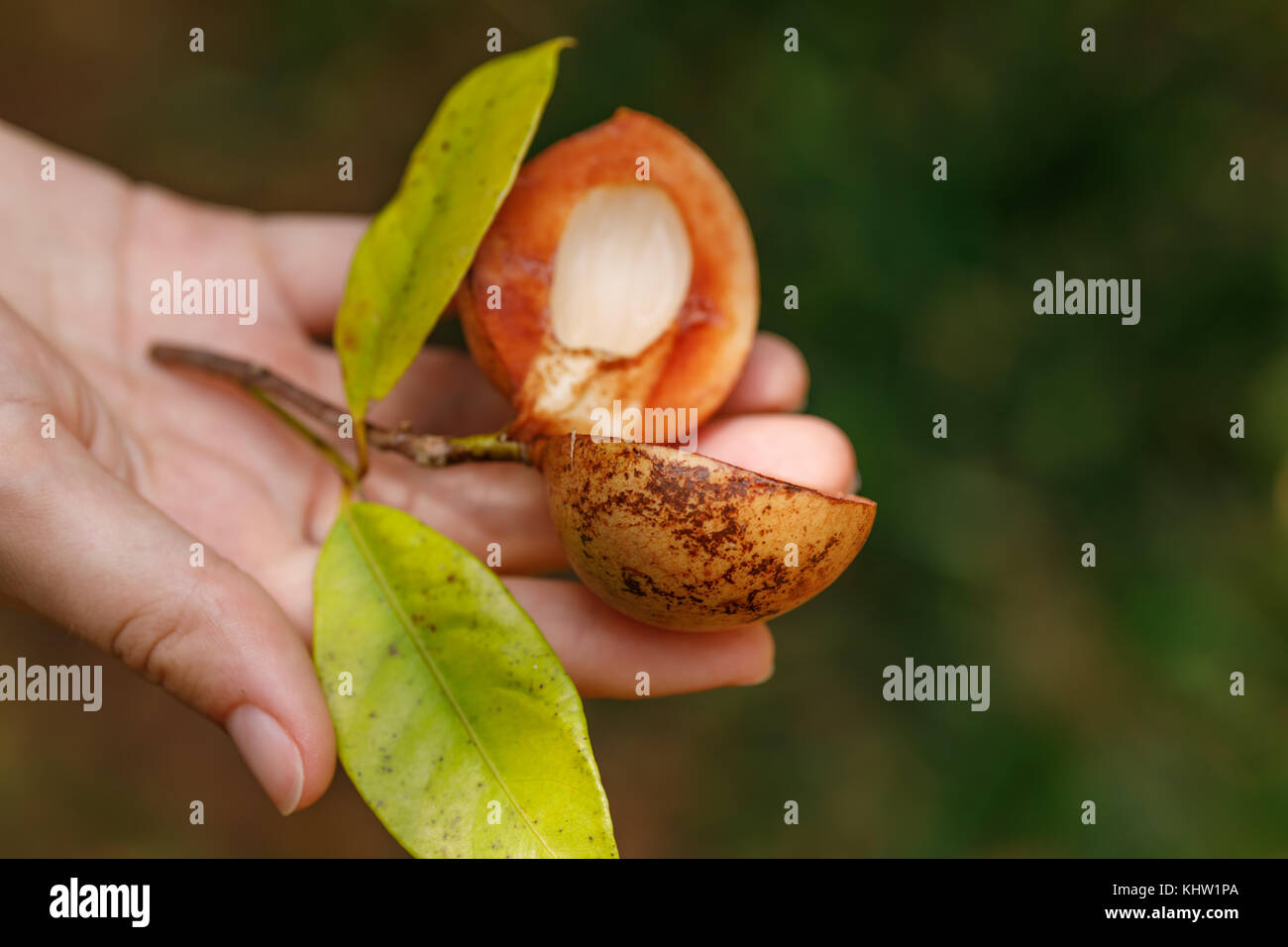 Women hand holding muscat nut, harvest in spice farm, October 2017 ...