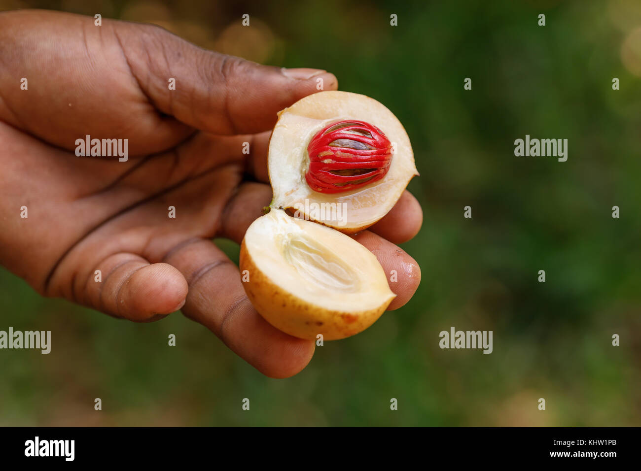 Black hand holding muscat nut, brown seed covered by red strips ...