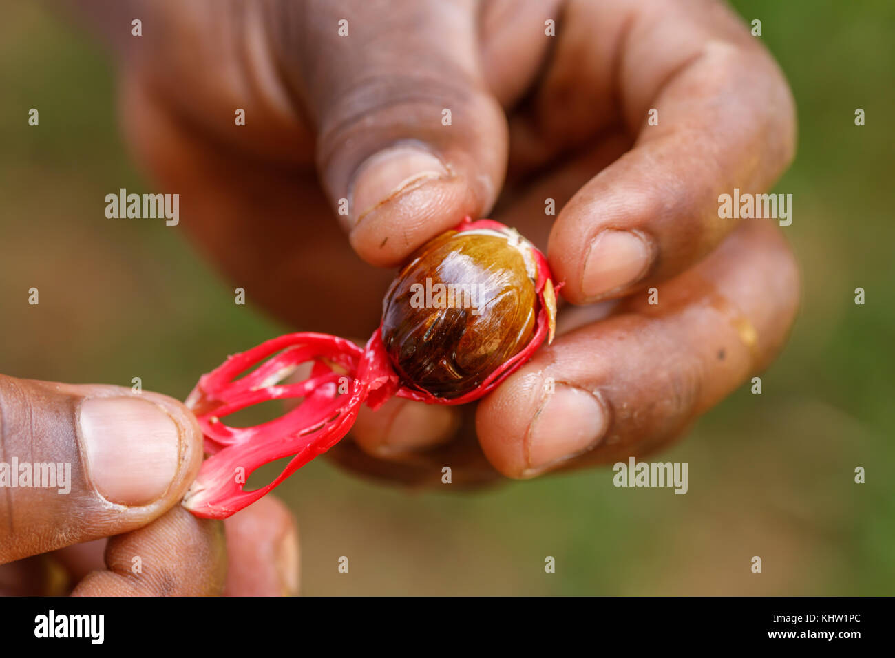 Black hand holding muscat nut, brown seed covered by red strips ...