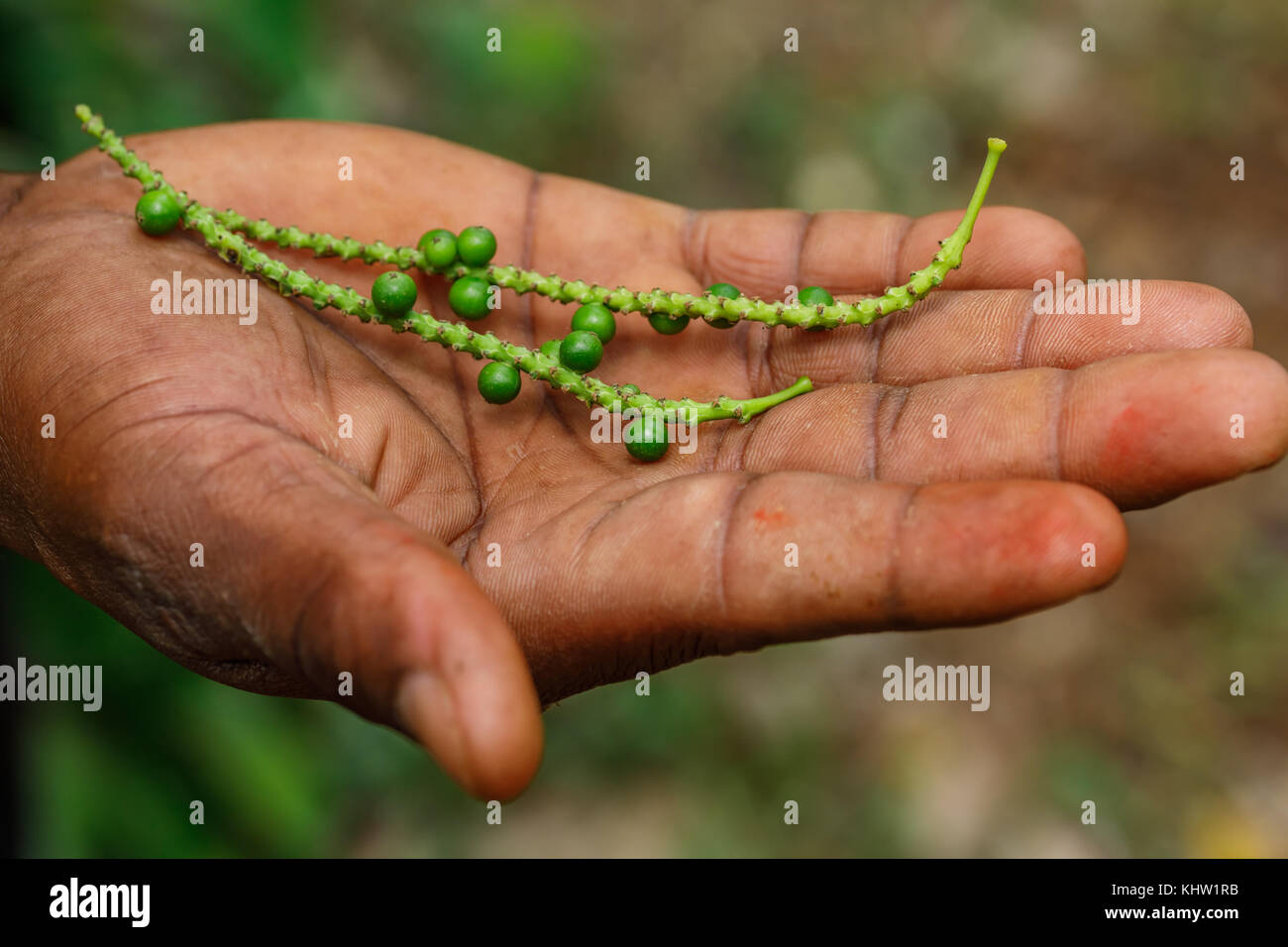 Black hand holding green pepper strip, harvest in spice farm, October ...