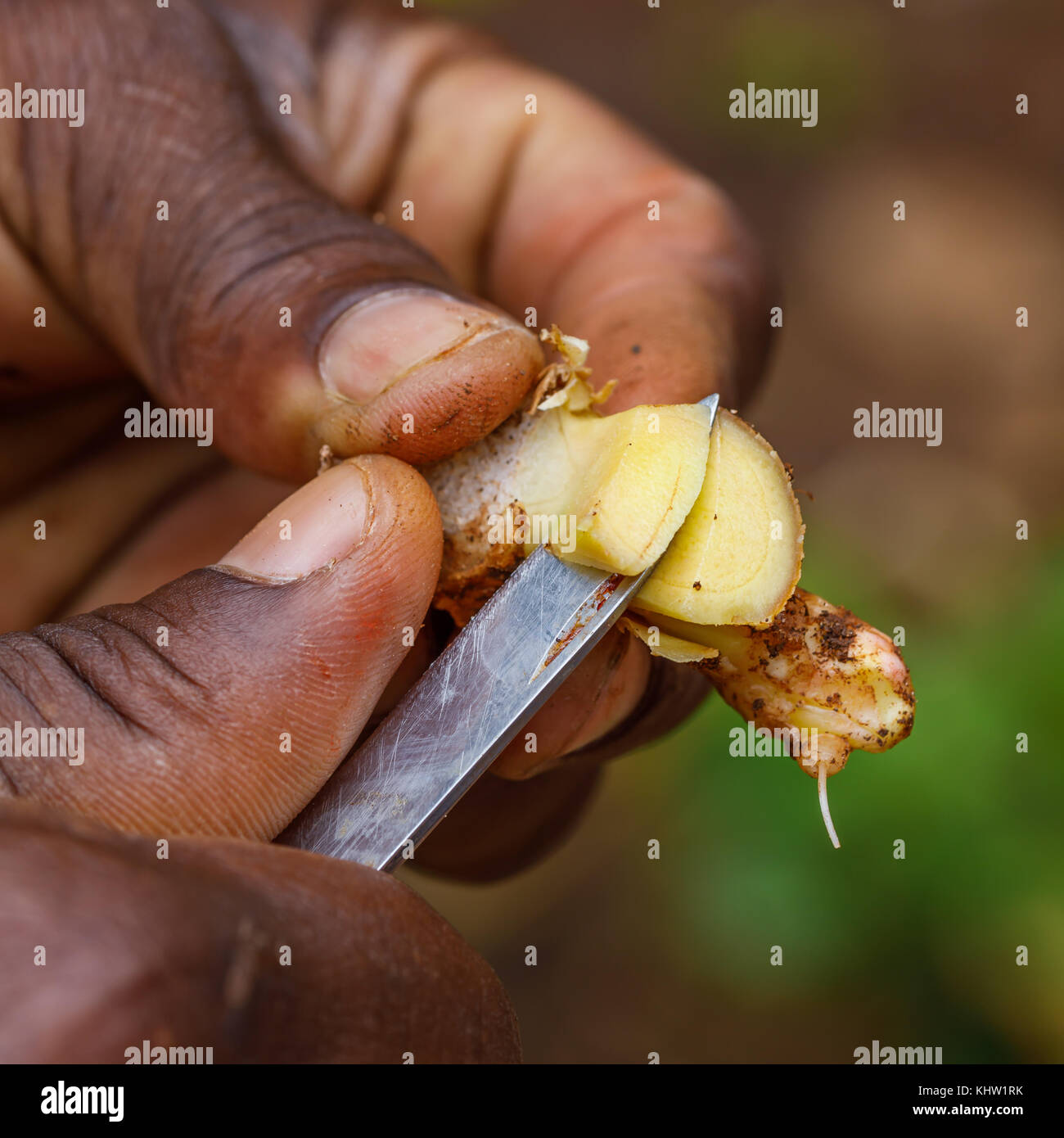 Black man cutting ginger yellow root, harvest in spice farm, October ...