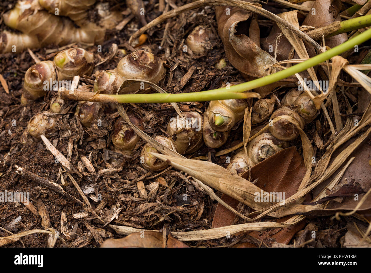 Ginger root on field soil, spice farm,October 2017, Zanzibar,Tanzania ...