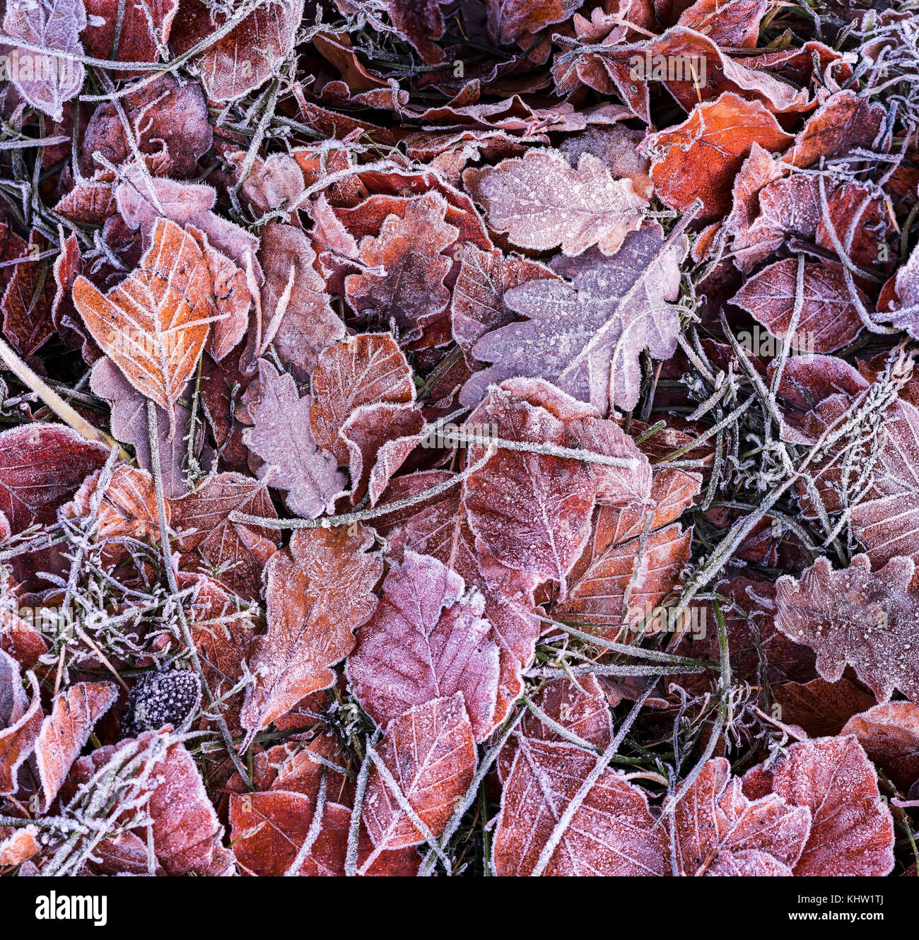 Rustle of leaves hi-res stock photography and images - Alamy
