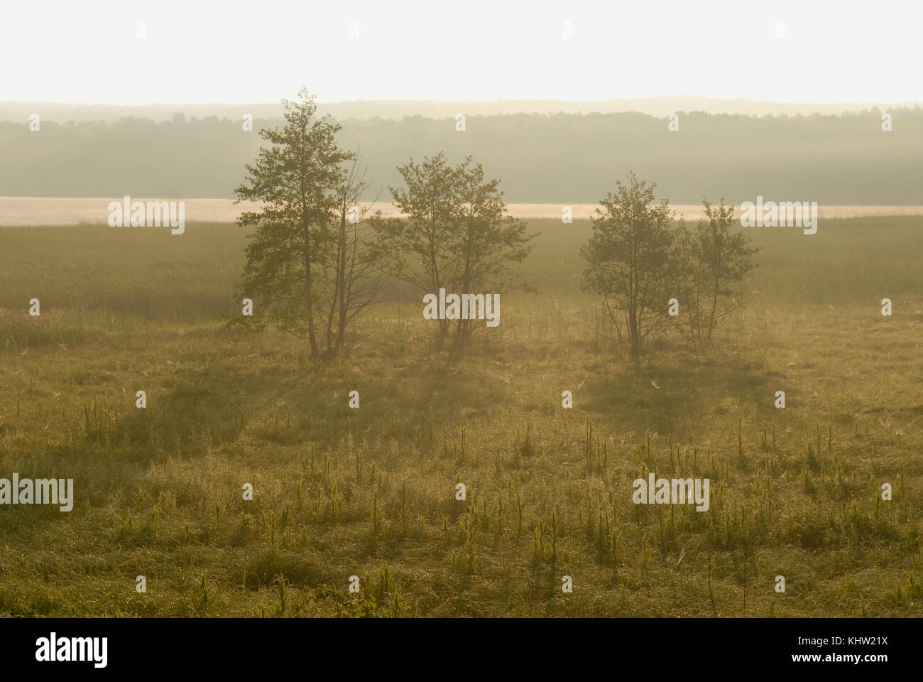 Three trees in the rays of morning sun in the middle of a huge field ...
