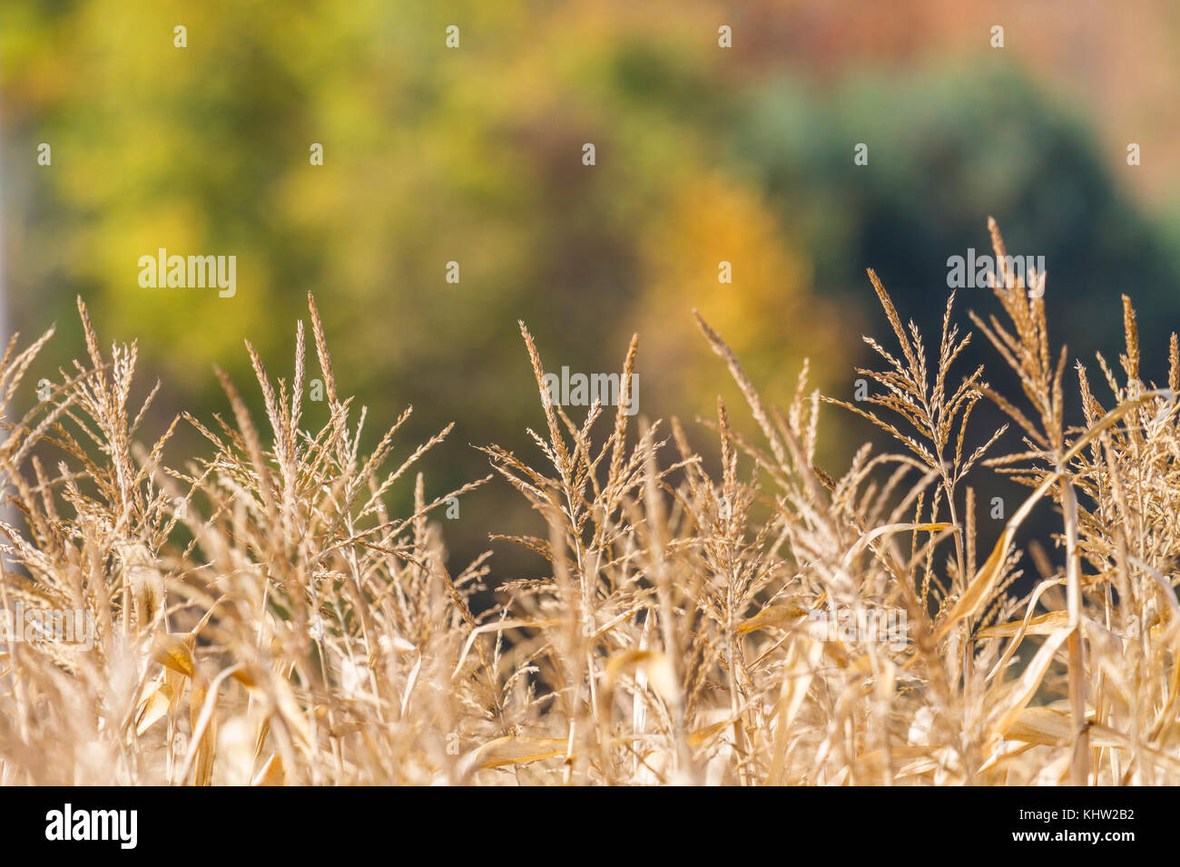 Gold fall colours hi-res stock photography and images - Alamy