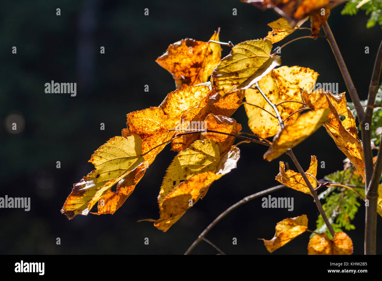 Gold fall colours hi-res stock photography and images - Alamy