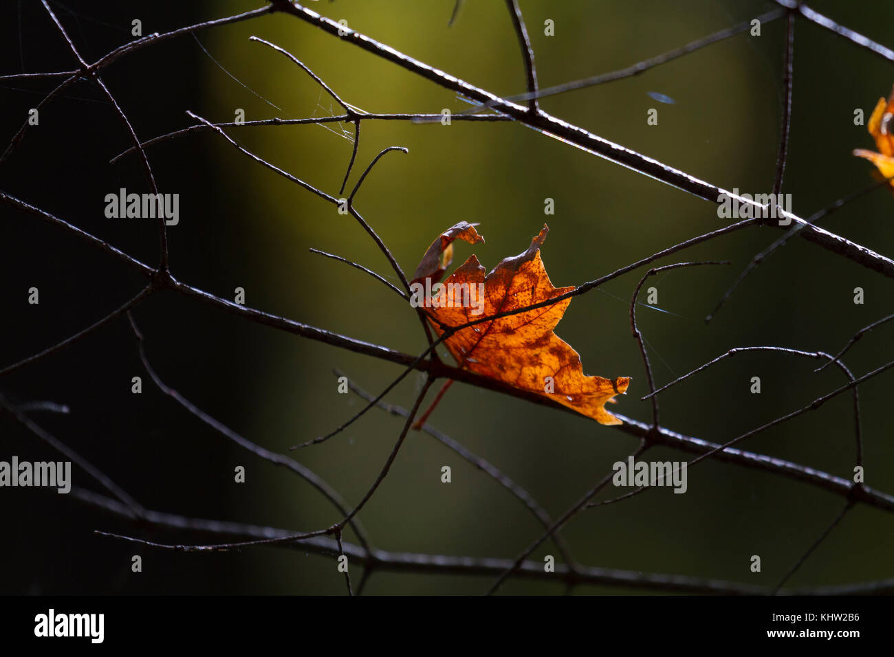 Gold fall colours hi-res stock photography and images - Alamy