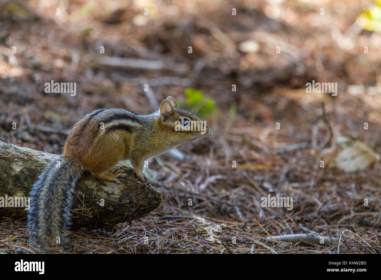 The chipmunks cartoon hi-res stock photography and images - Alamy