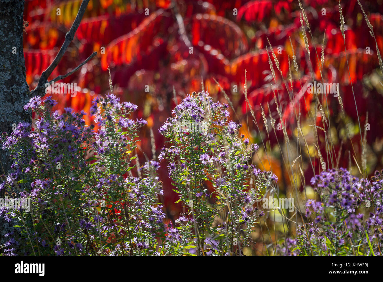 Petal colours hi-res stock photography and images - Alamy