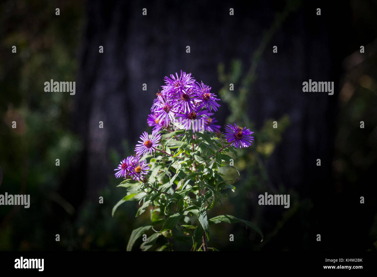 Beautiful wildflower hi-res stock photography and images - Alamy