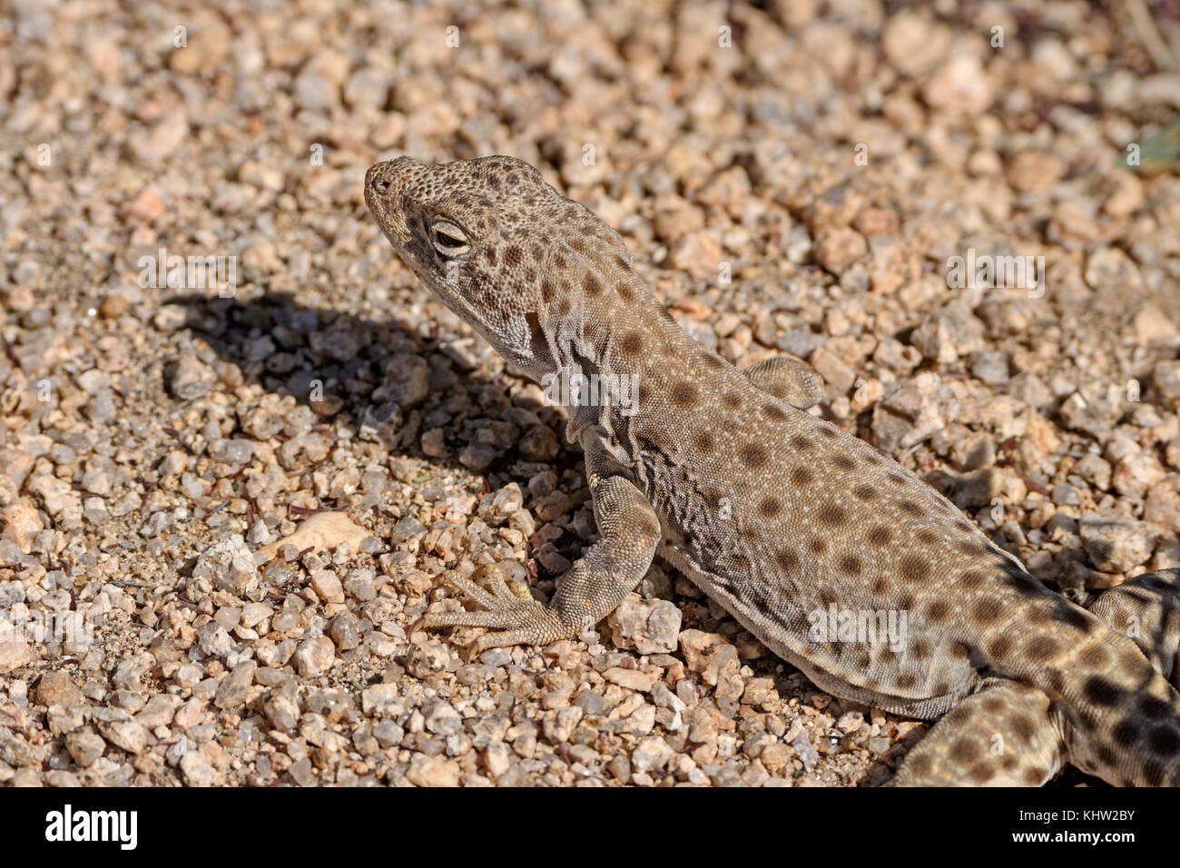 Close up of a Side Blotched Lizard in Joshua Tree National Park in ...