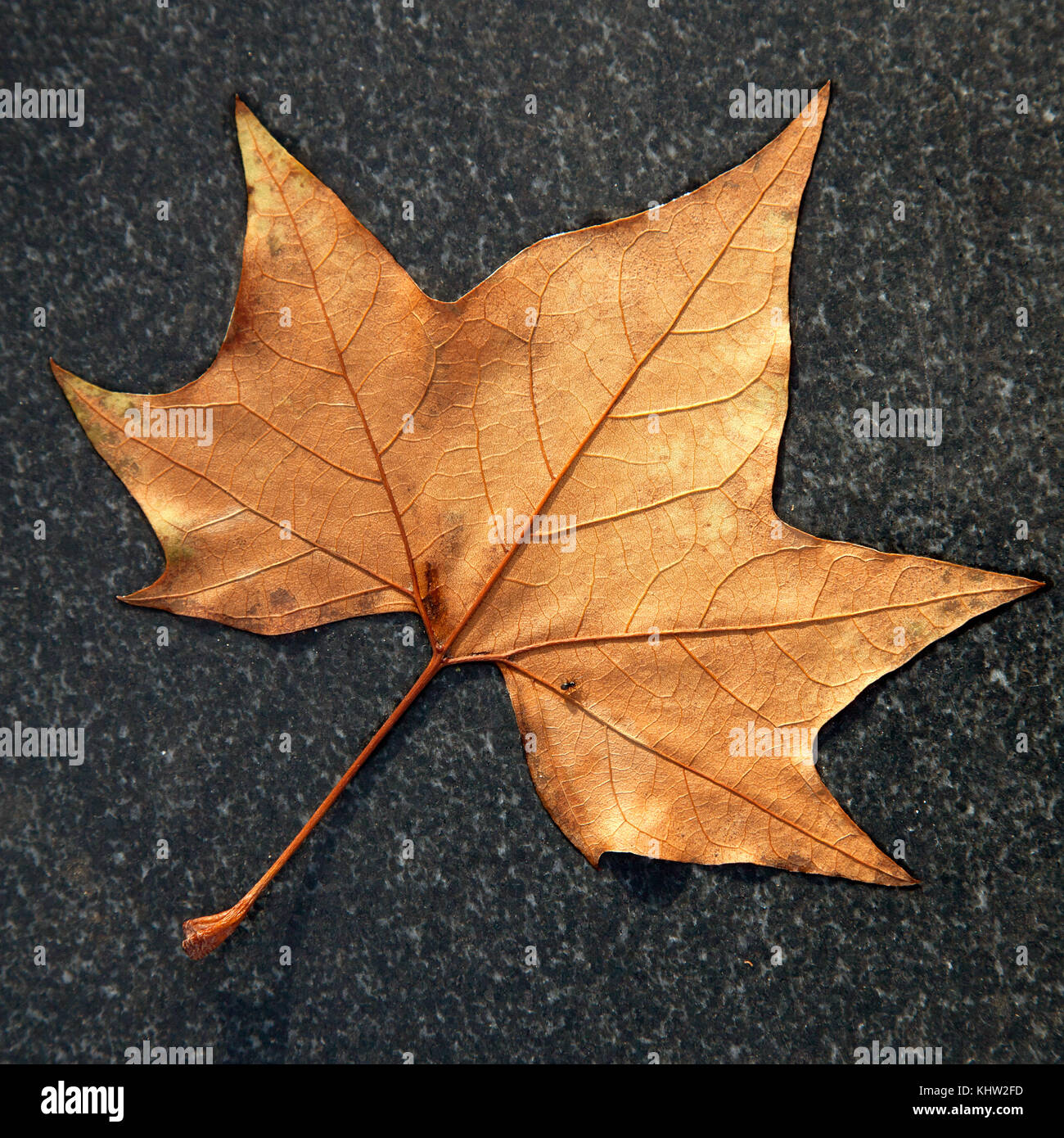 Marble leaf pattern hi-res stock photography and images - Alamy