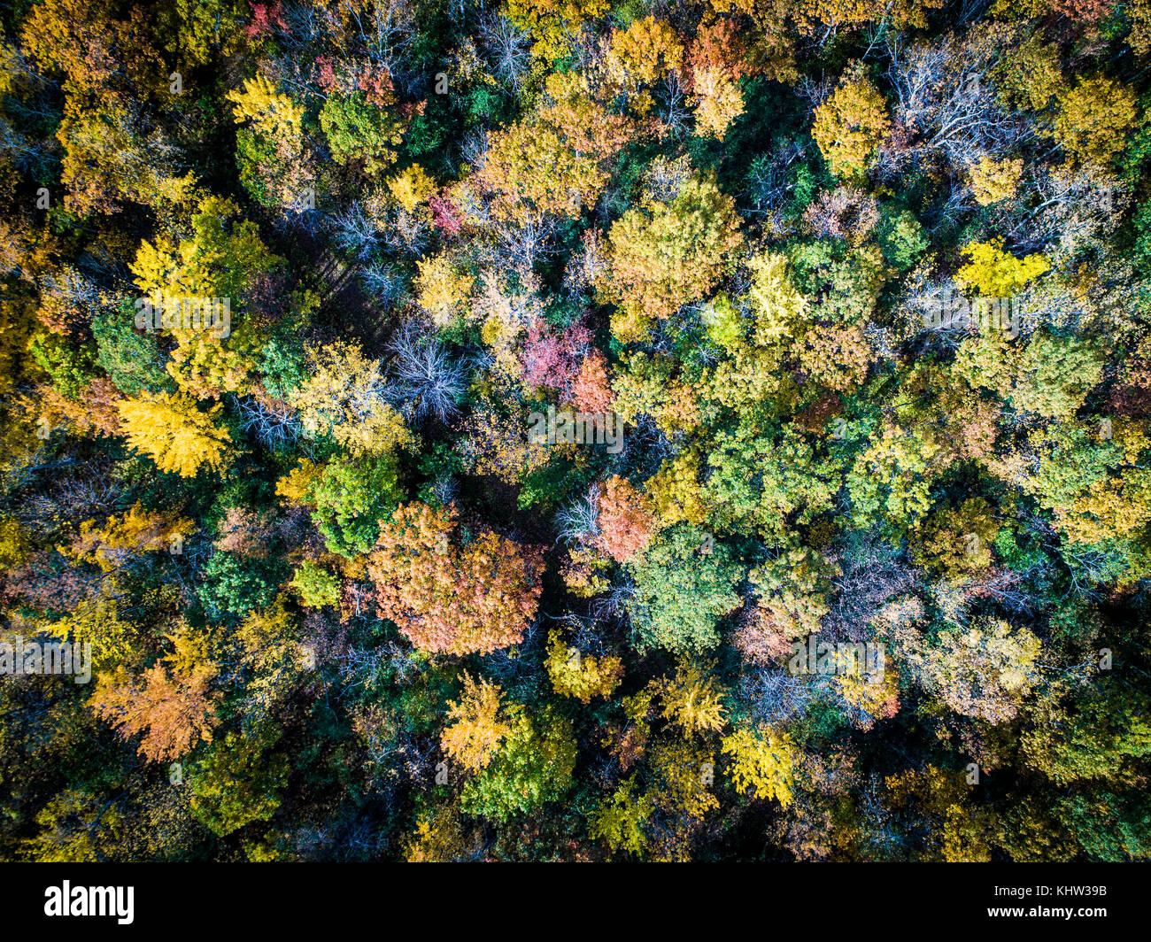 Aerial over autumn forest hi-res stock photography and images - Alamy