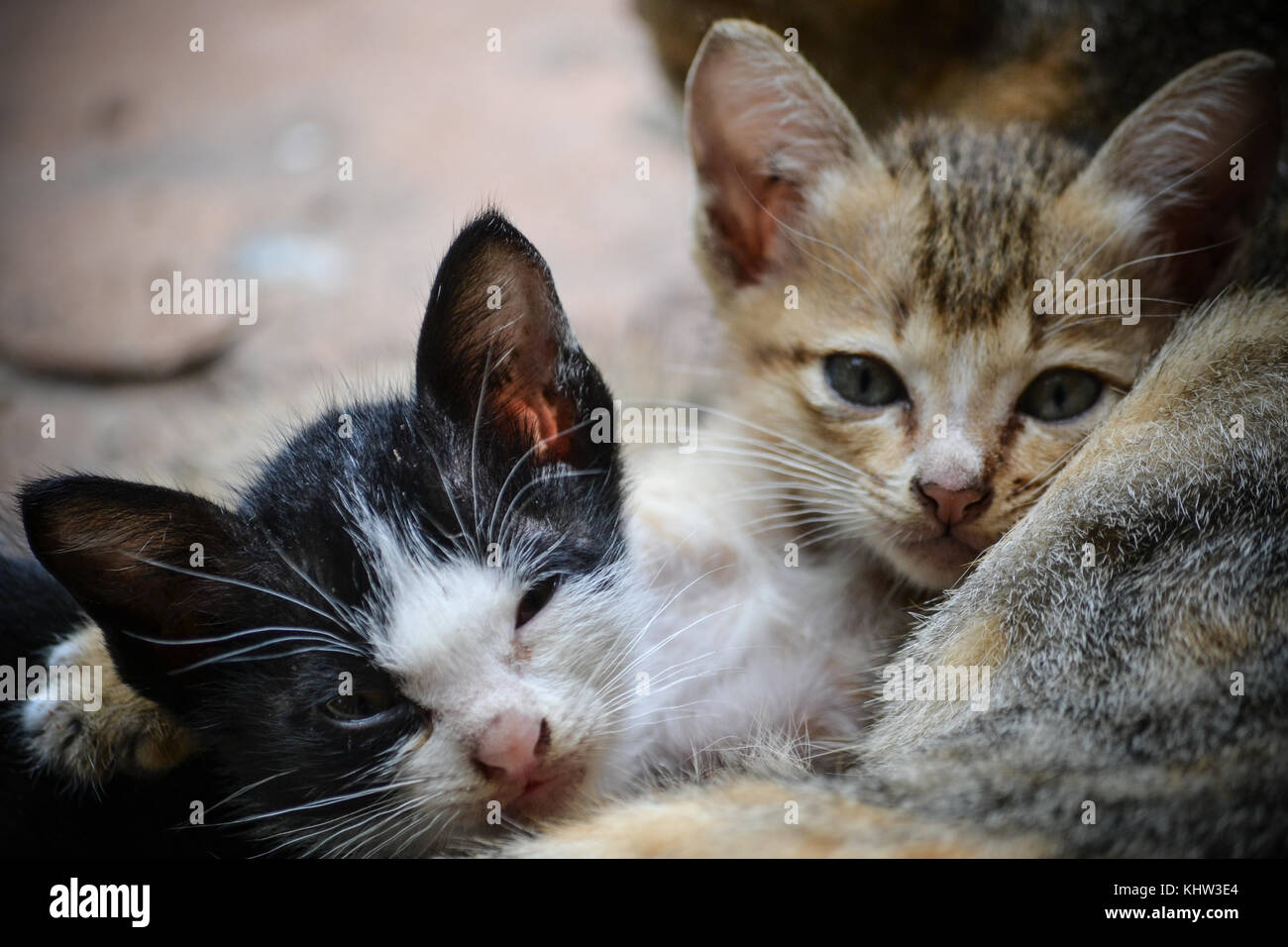 Kittens hugging hi-res stock photography and images - Alamy