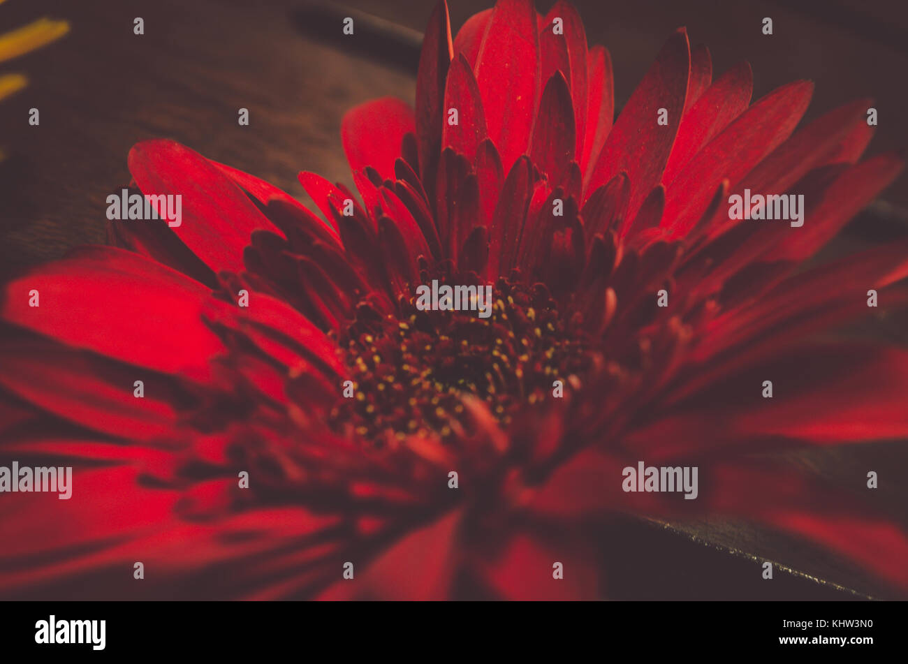 Dark red tiny flowers hi-res stock photography and images - Alamy