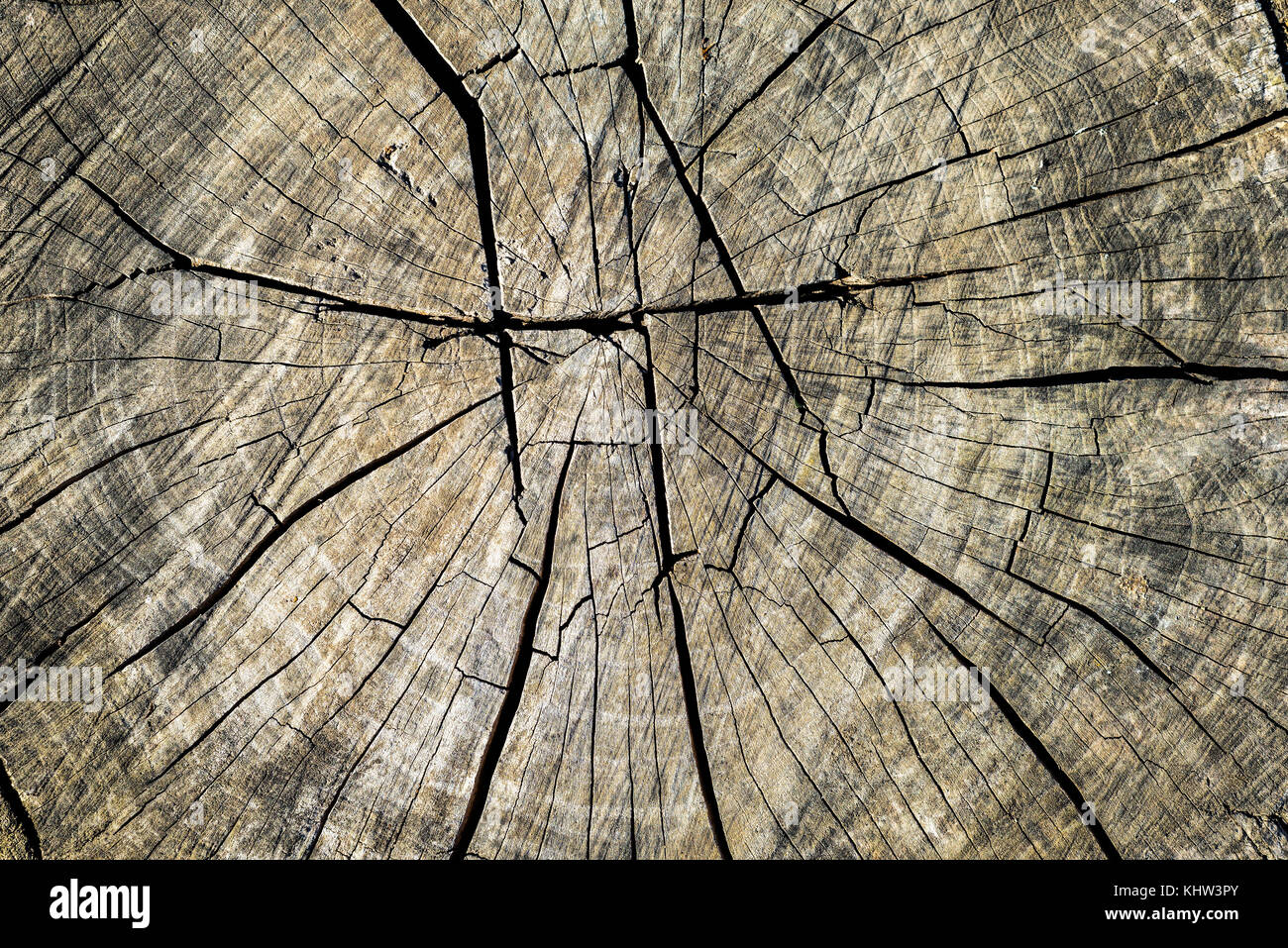 wood texture of cutted tree trunk, close-up Stock Photo - Alamy