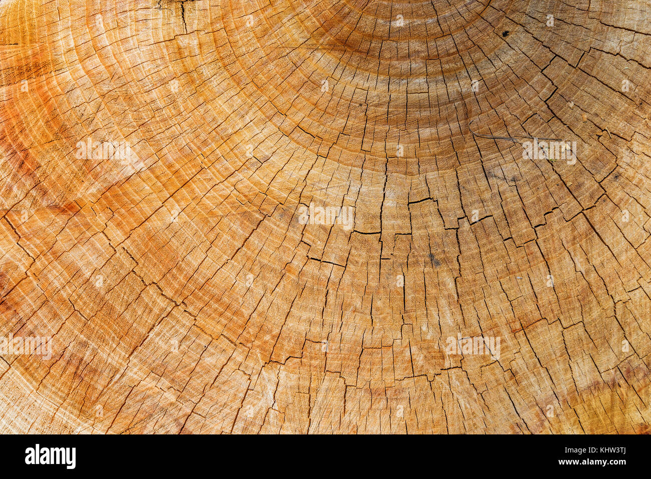 cutting log closeup Stock Photo - Alamy