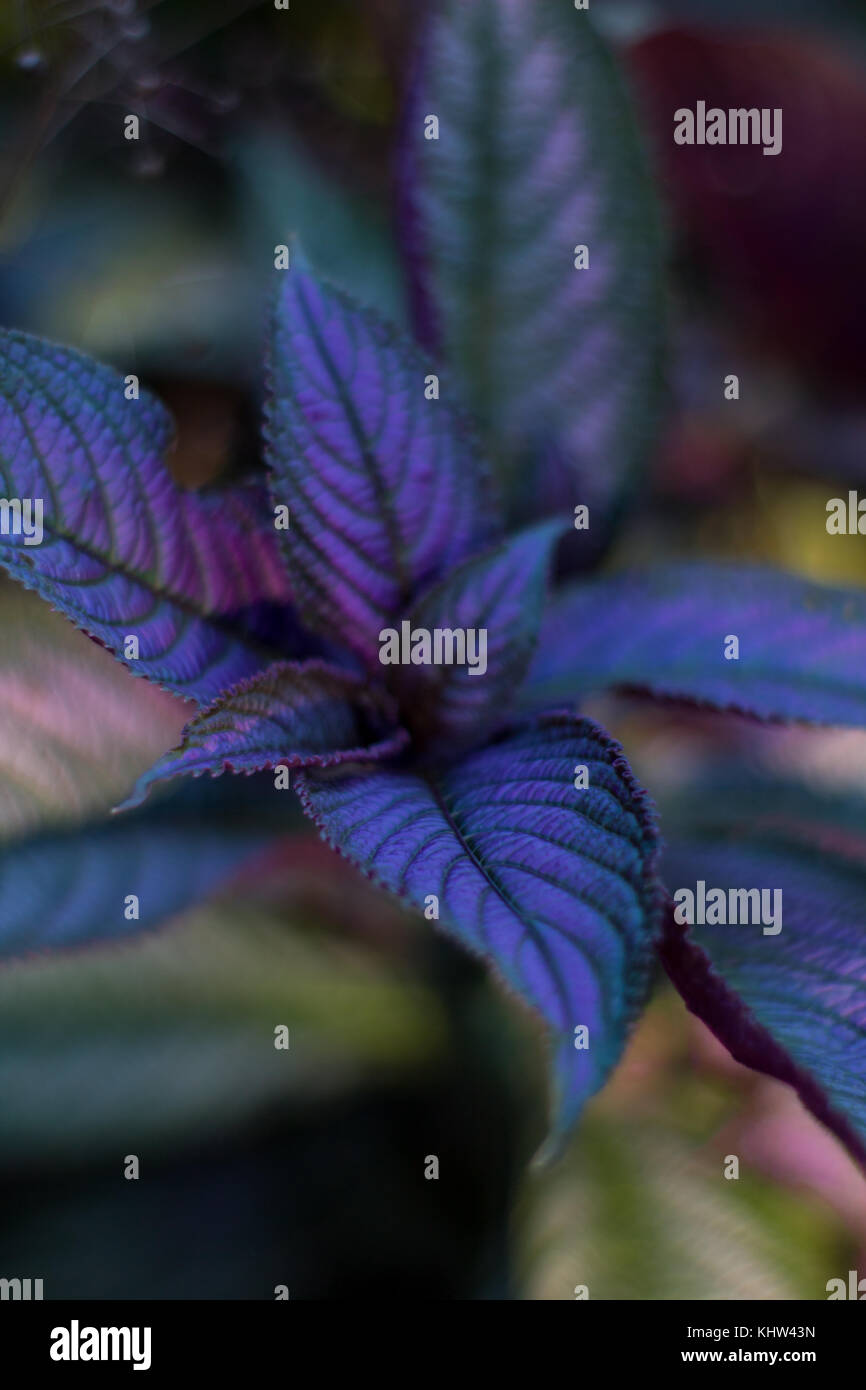 Purple leaves on a cool plant Stock Photo - Alamy
