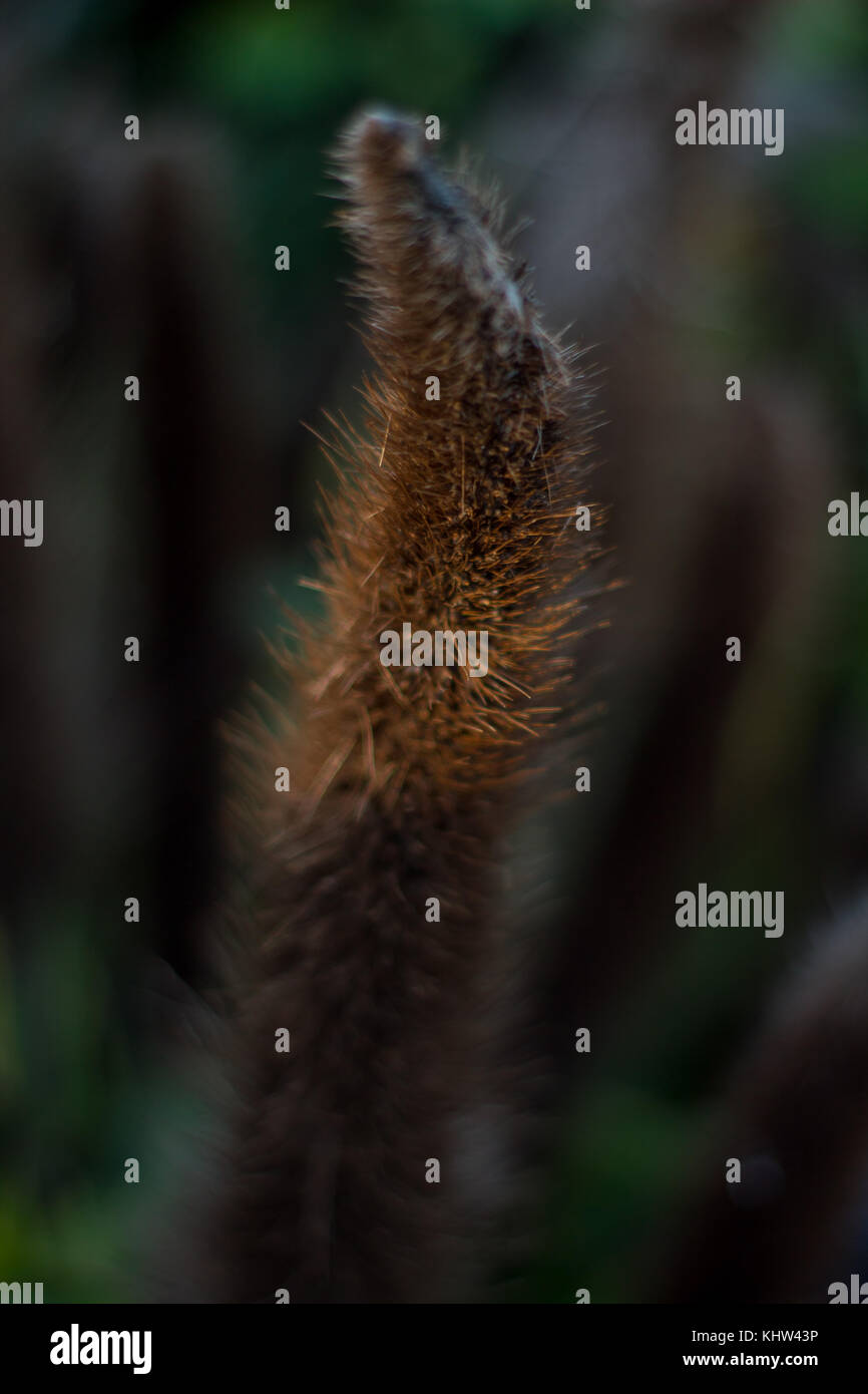 Furry plant hi-res stock photography and images - Alamy