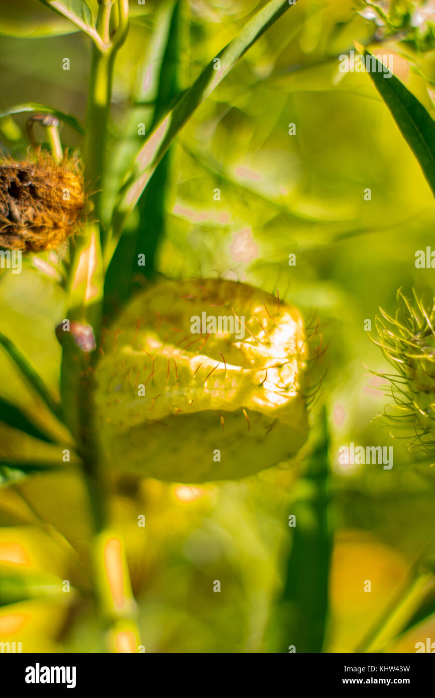 sharp yellow seed pods Stock Photo - Alamy