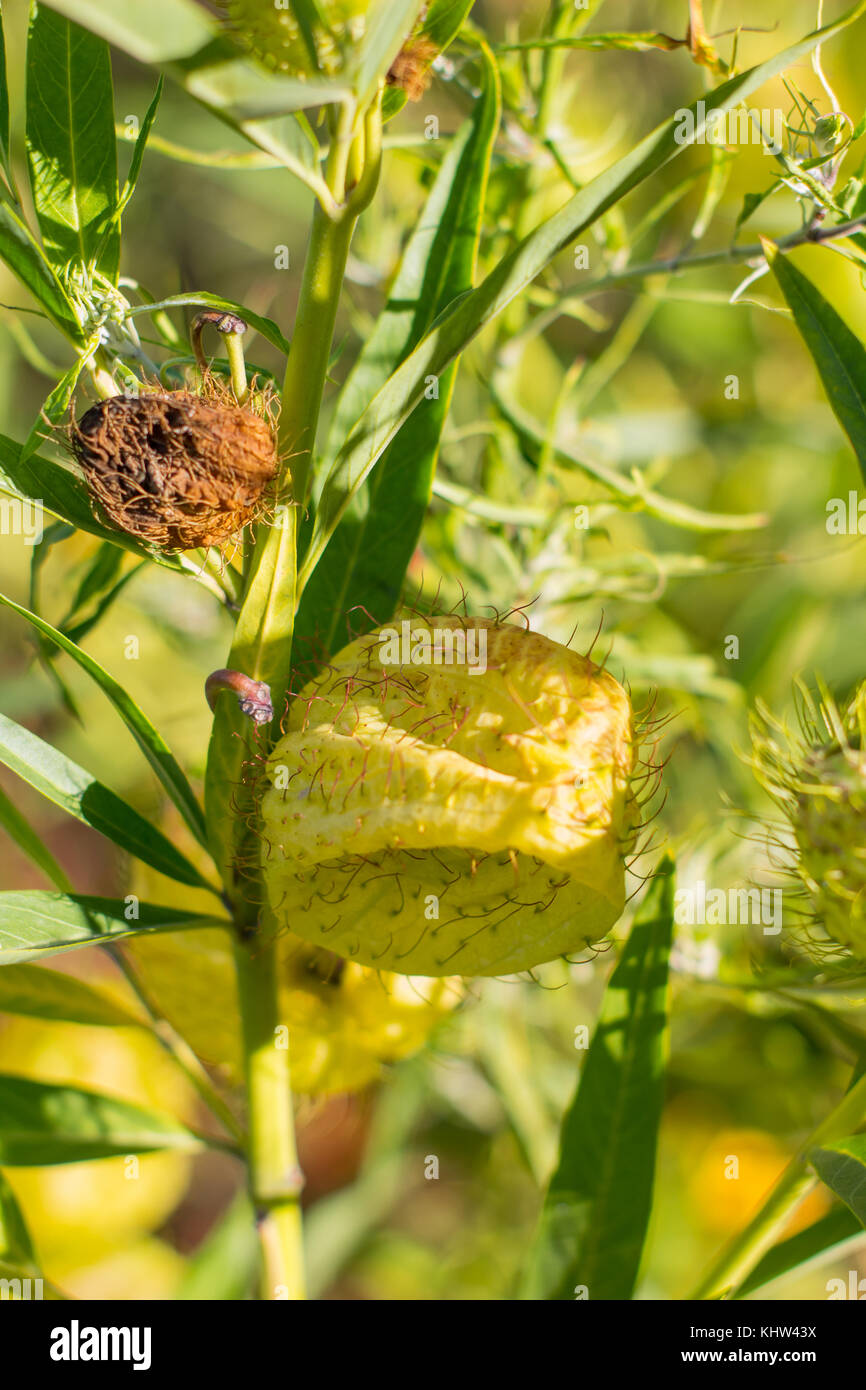 sharp yellow seed pods Stock Photo - Alamy