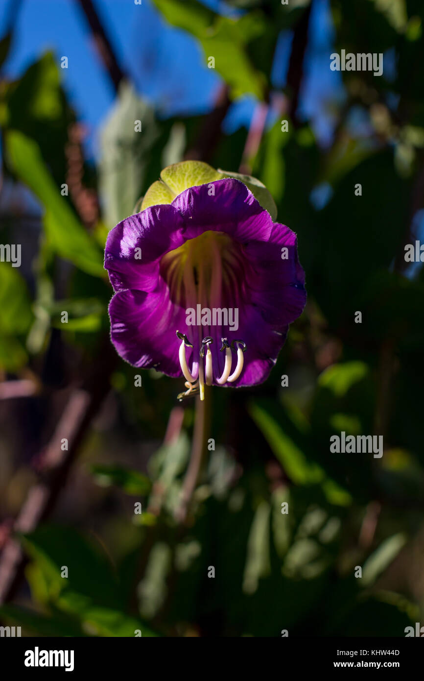 Purple fall plants hi-res stock photography and images - Alamy